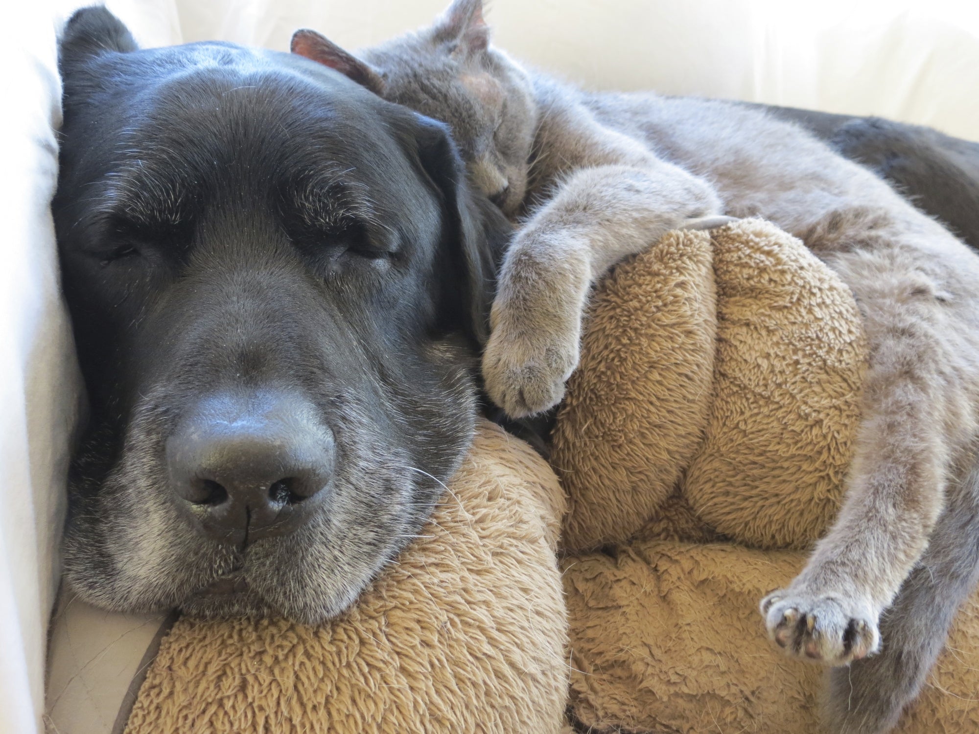 Maximum K9 Lifespan – Paw Addict